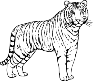 Tiger Coloring Pages | 100% Free, Printable & Fun